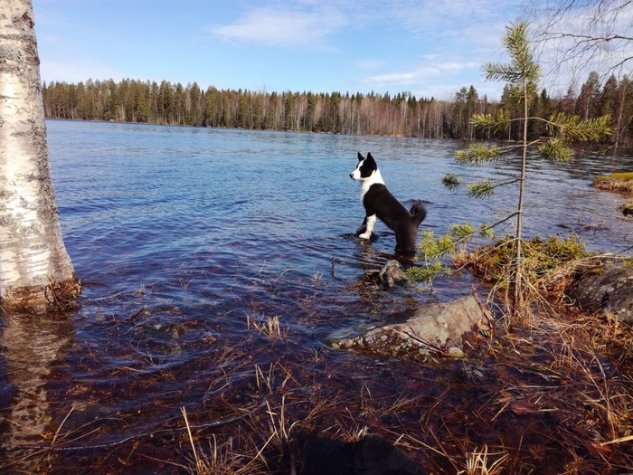 WIPU-haukut :: Viitasaaren Kennelkerho